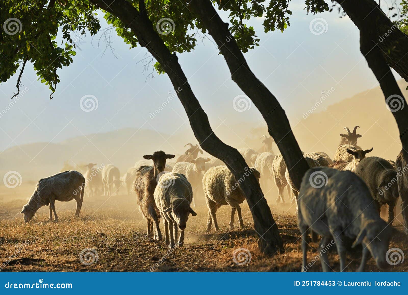 Thirsty Goats Enjoy A Drink Of Water Stock Image | CartoonDealer.com ...