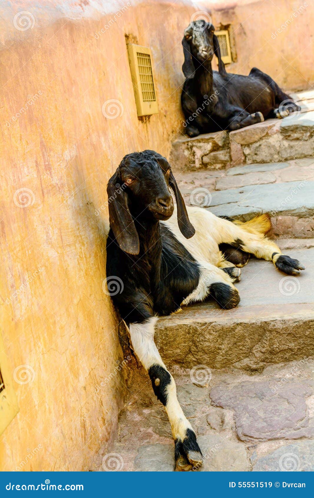 Goats are Sitting on the Footpath in Jaipur Stock Image - Image of ...