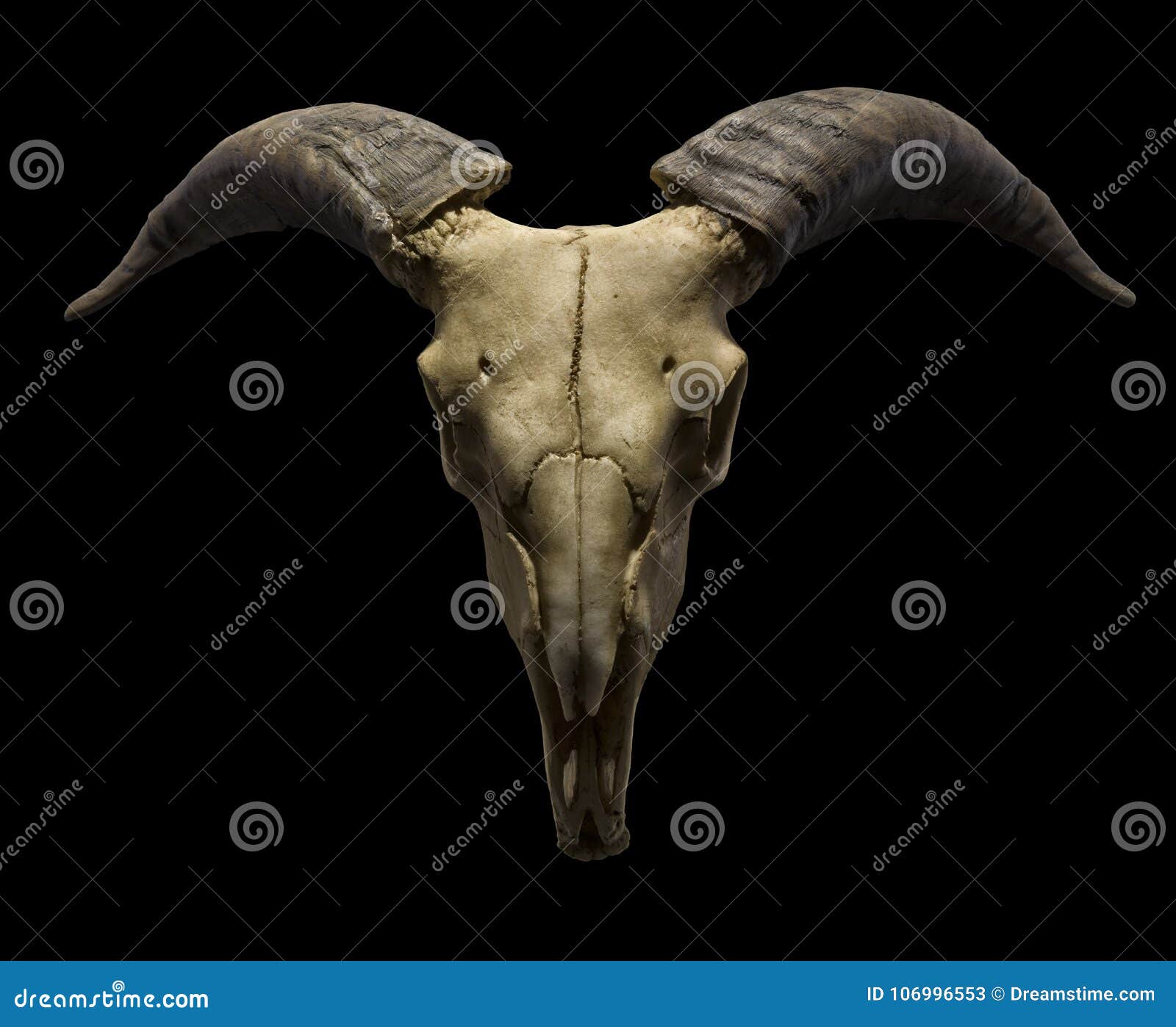 Goats skull stock image. Image of popular, smooth, countryside - 106996553