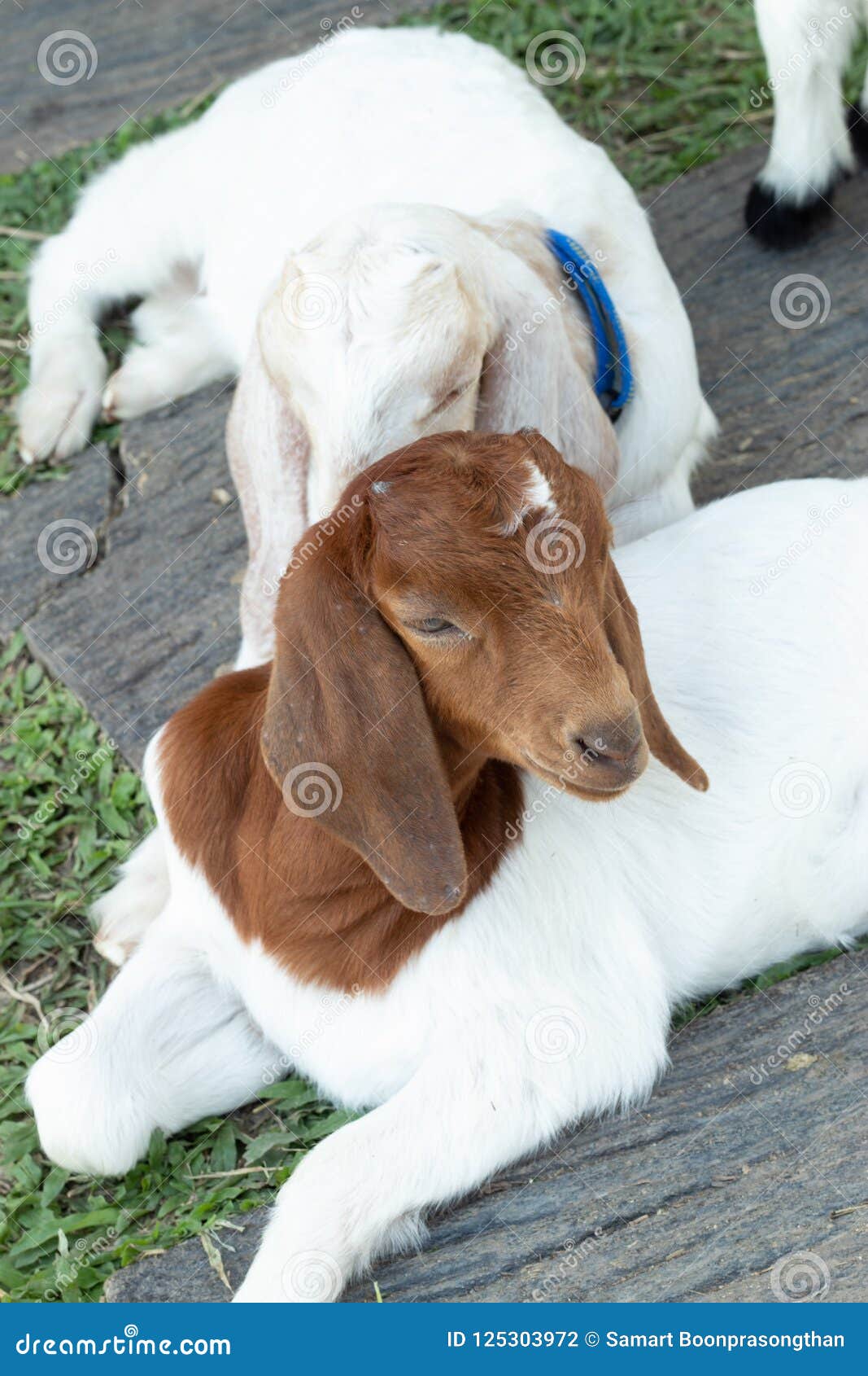 Goats are Sleeping on the Pavement in the Grass. Stock Photo - Image of ...