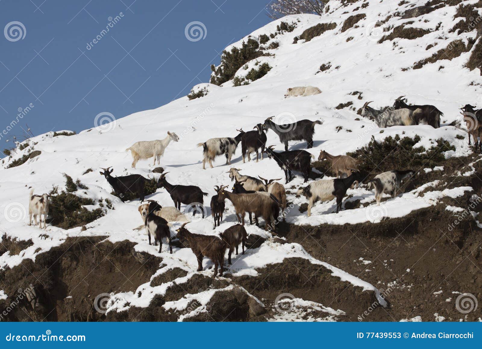 Goats stock image. Image of cliff, goats, domestic, animals - 77439553