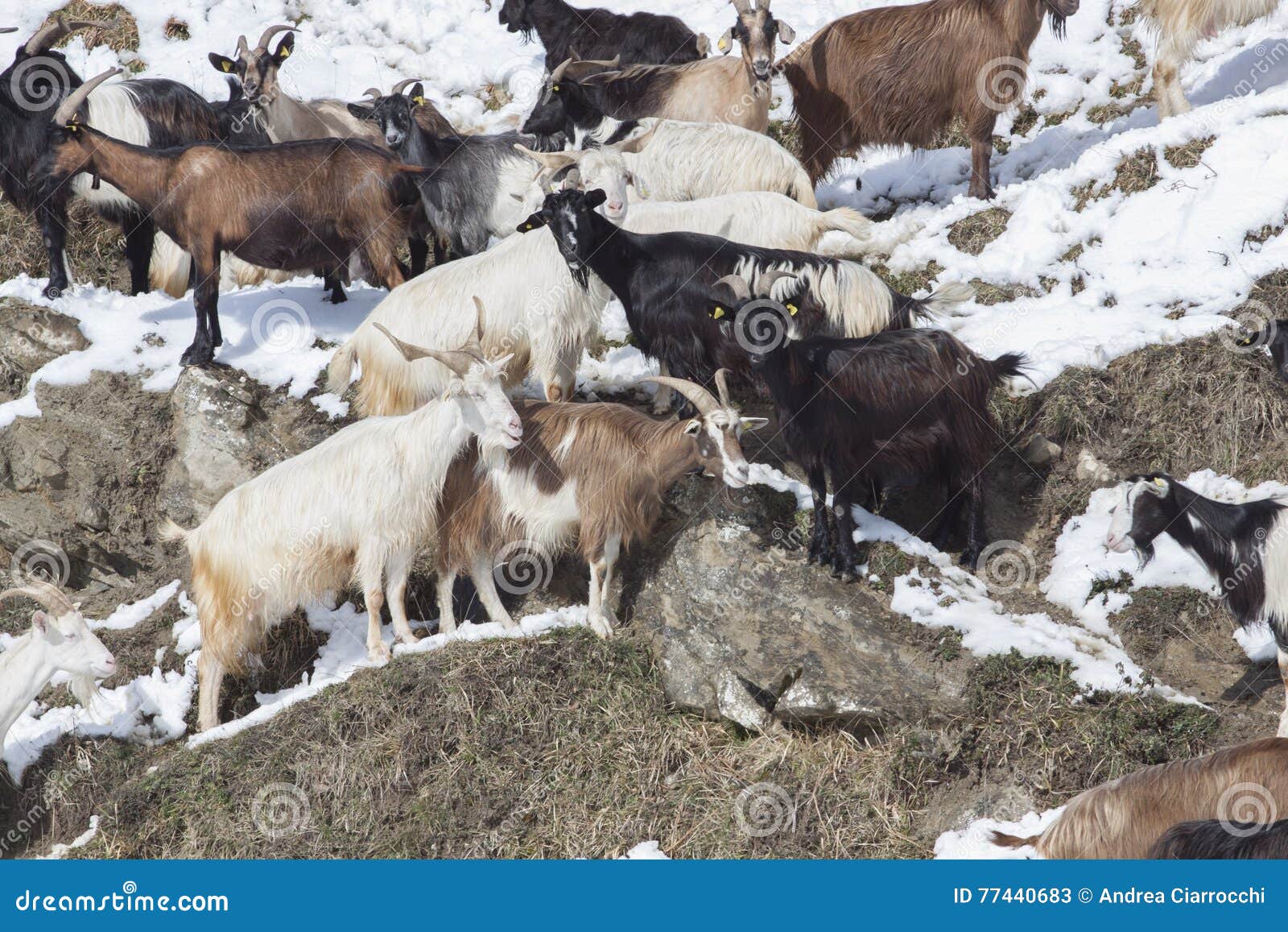 Goats stock image. Image of goats, snow, domestic, livestock - 77440683