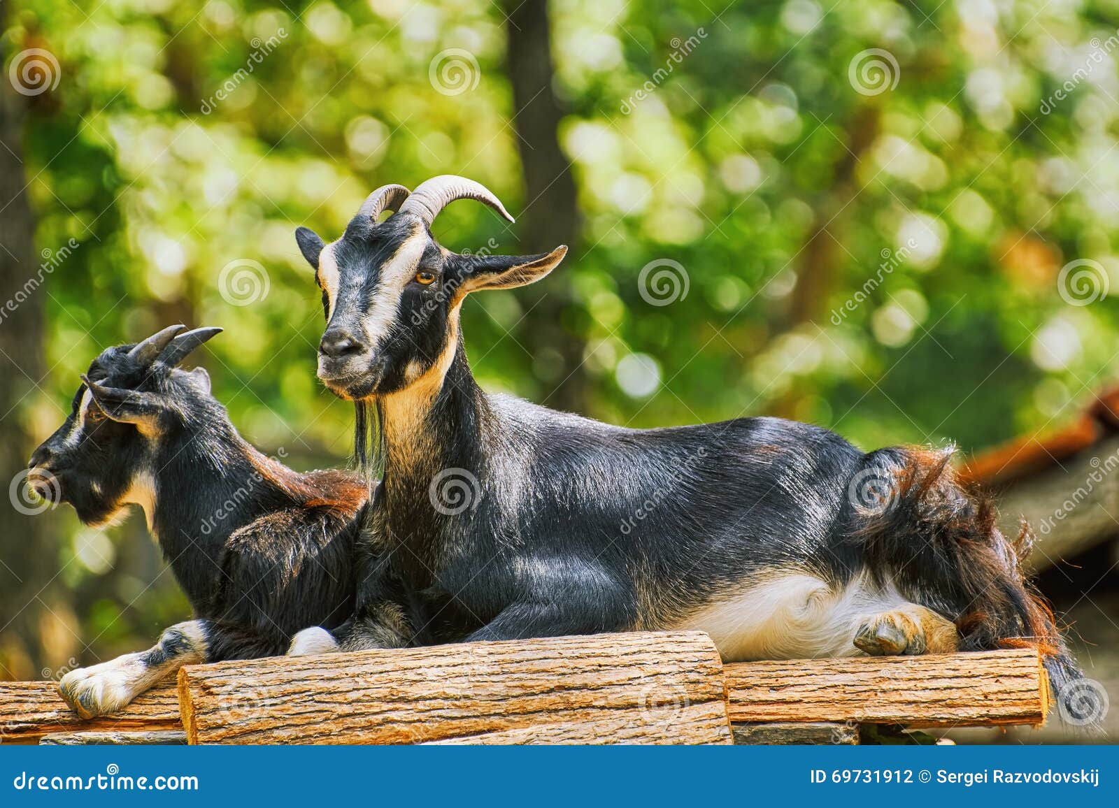 Goats on the Stack of Wood stock photo. Image of animal - 69731912