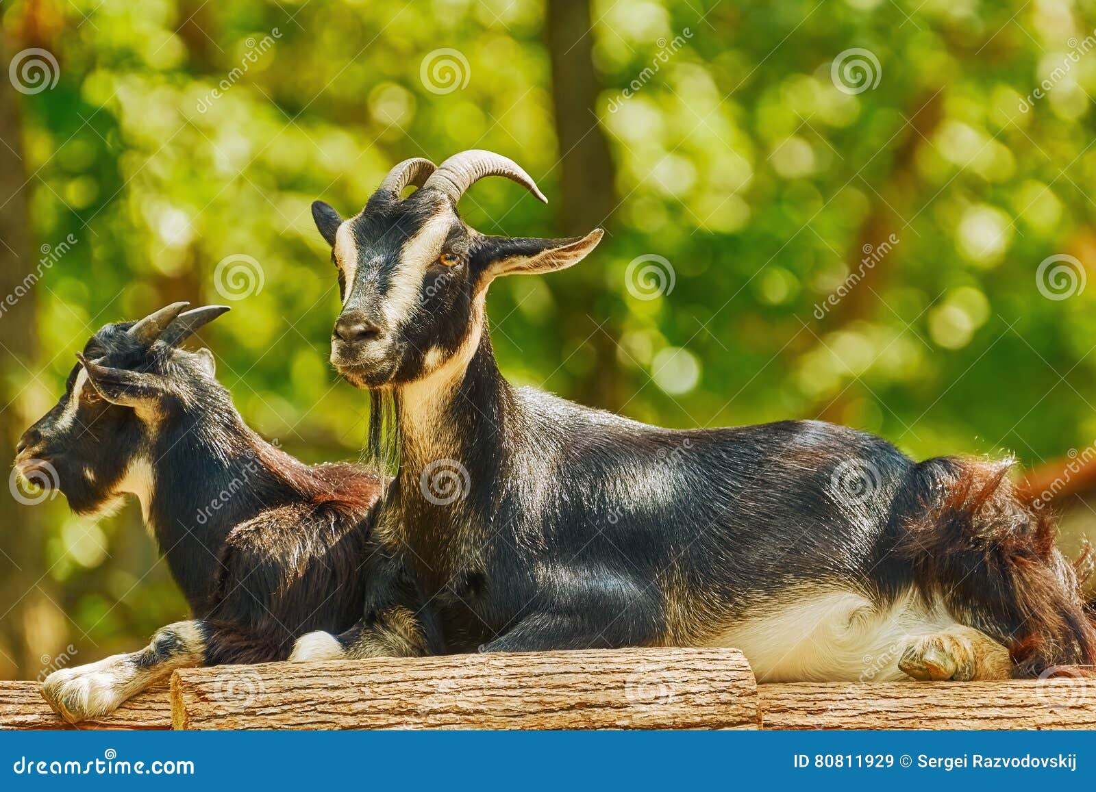 Goats on Stack of Wood stock image. Image of fauna, cleft - 80811929