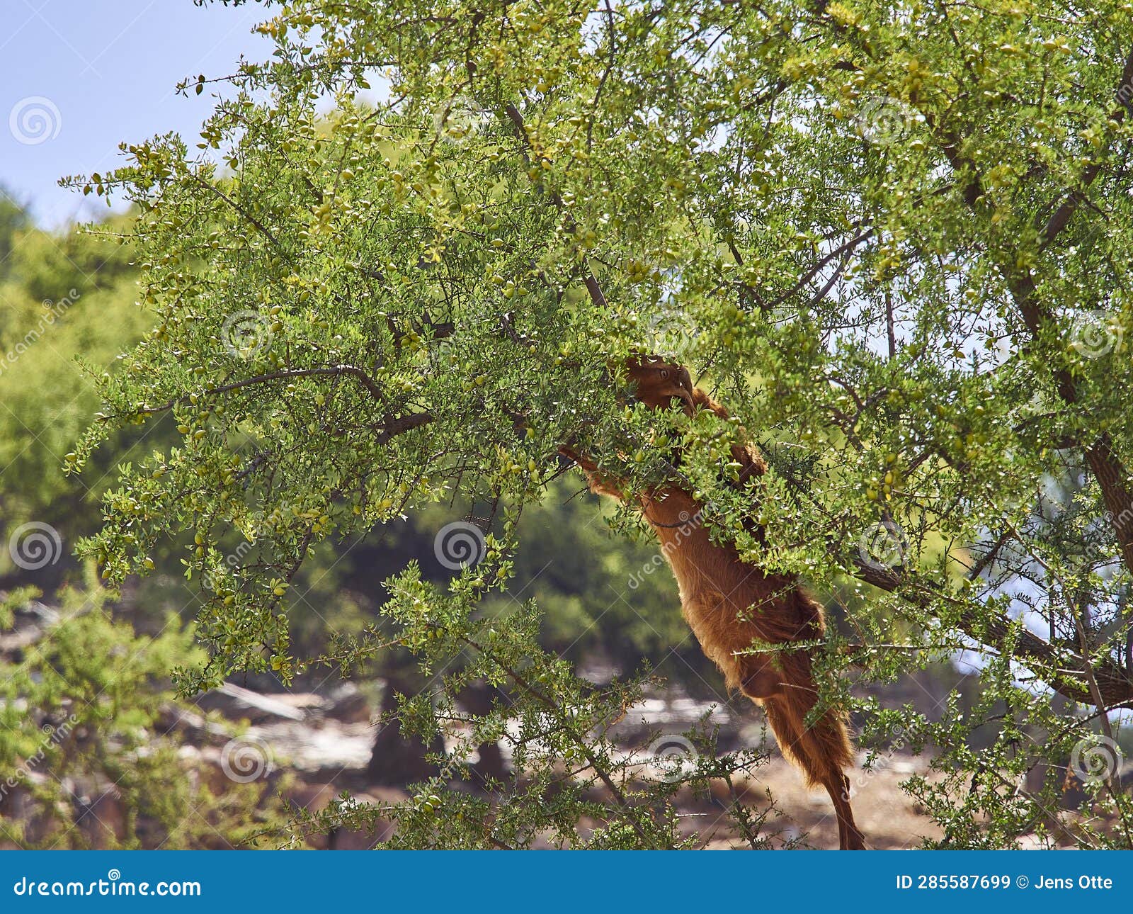 Goats Standing and Climbing in a Argan Oil Tree Stock Image - Image of ...