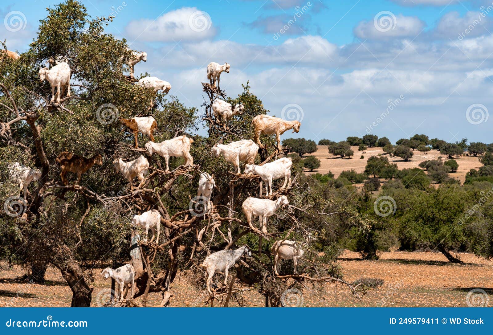 Goats standing in a tree stock image. Image of farming - 249579411
