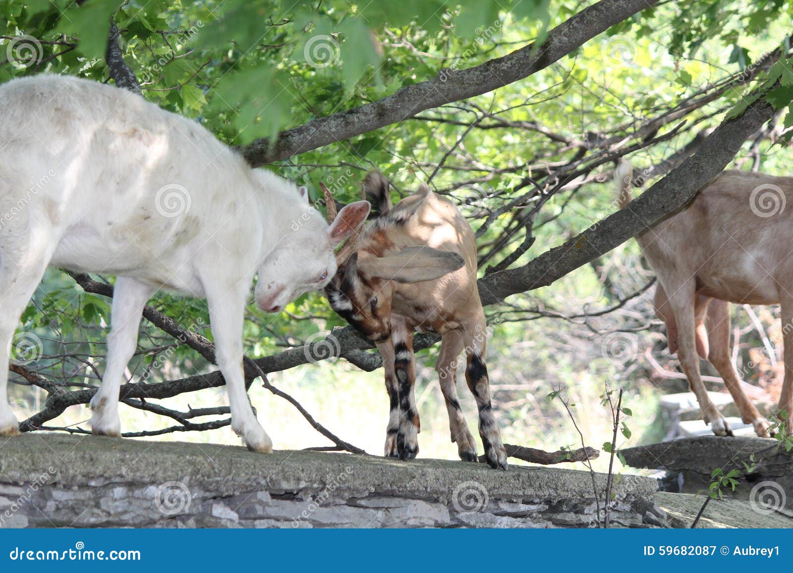 Goats on Stone Wall stock image. Image of mammal, goat - 59682087