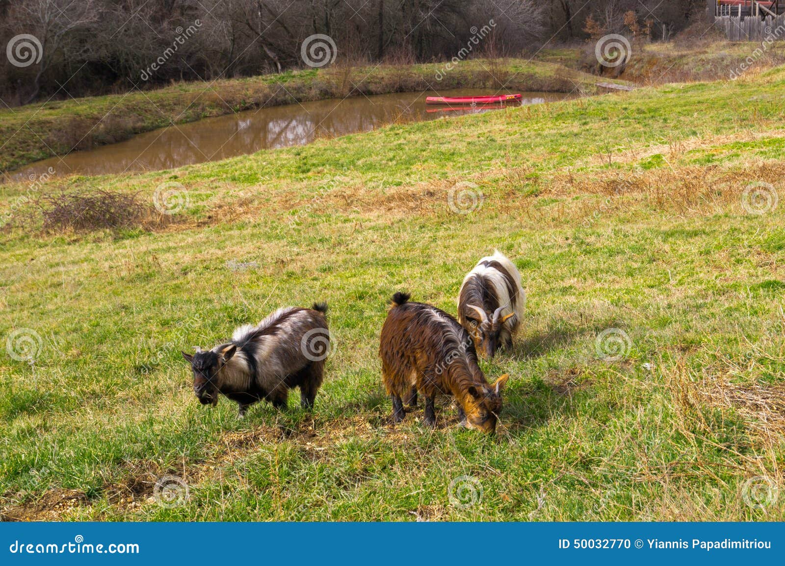 Goats on a summer pasture stock photo. Image of black - 50032770