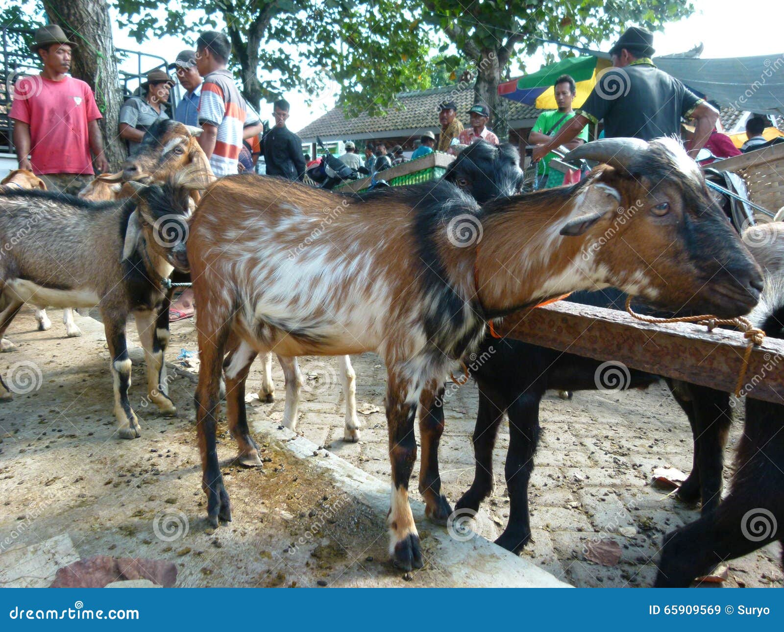 Goats editorial stock image. Image of traders, java, central - 65909569