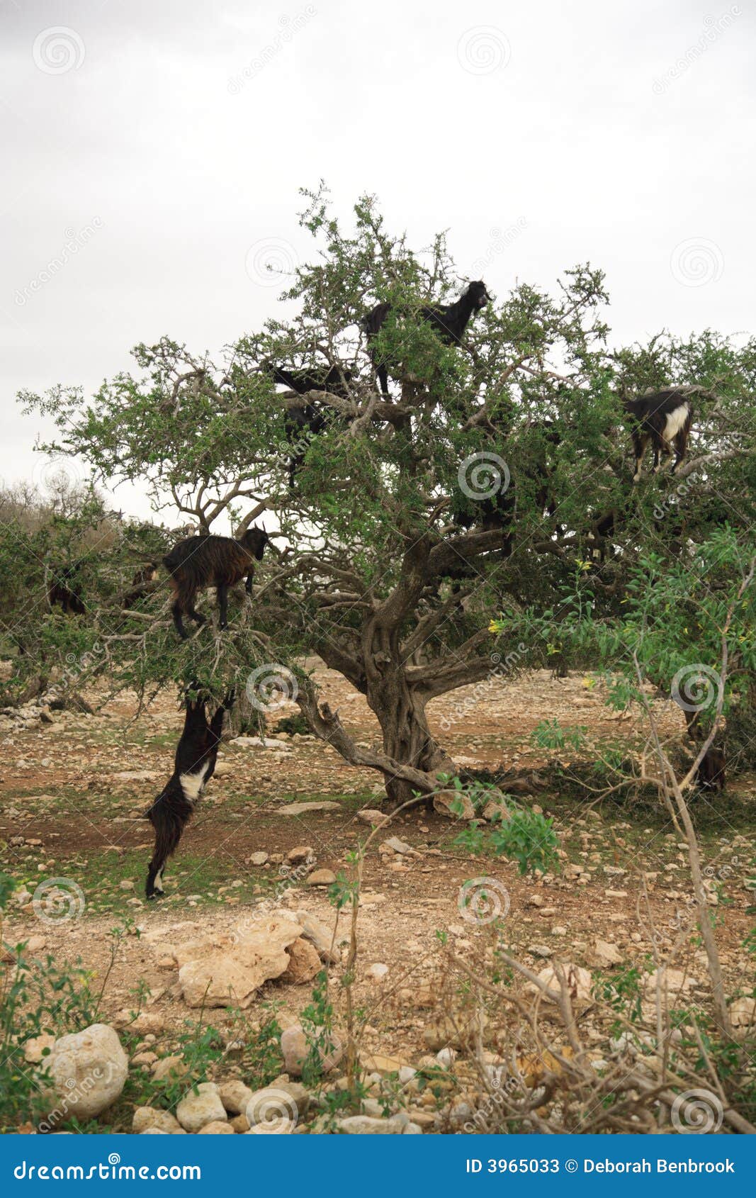 Goats in the tree stock image. Image of morocco, argan - 3965033
