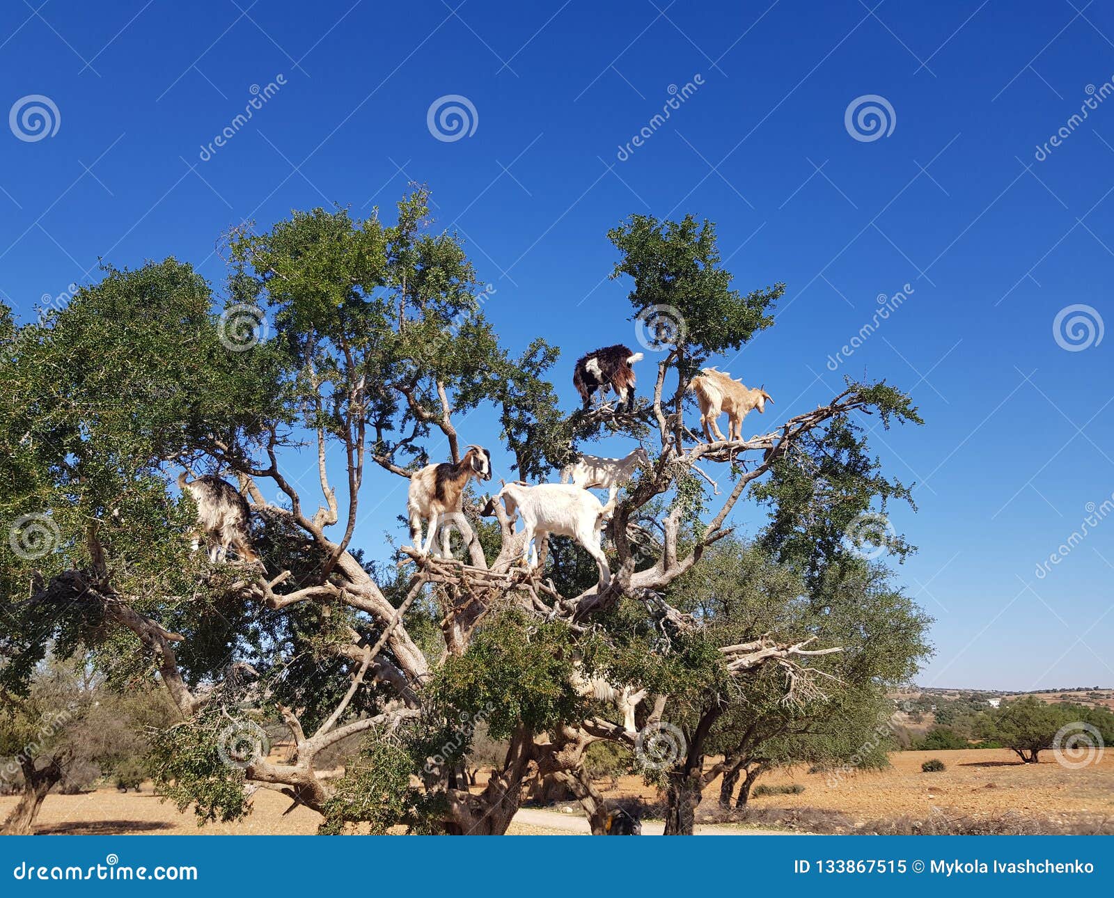 Goats on tree stock image. Image of morocco, goats, north - 133867515