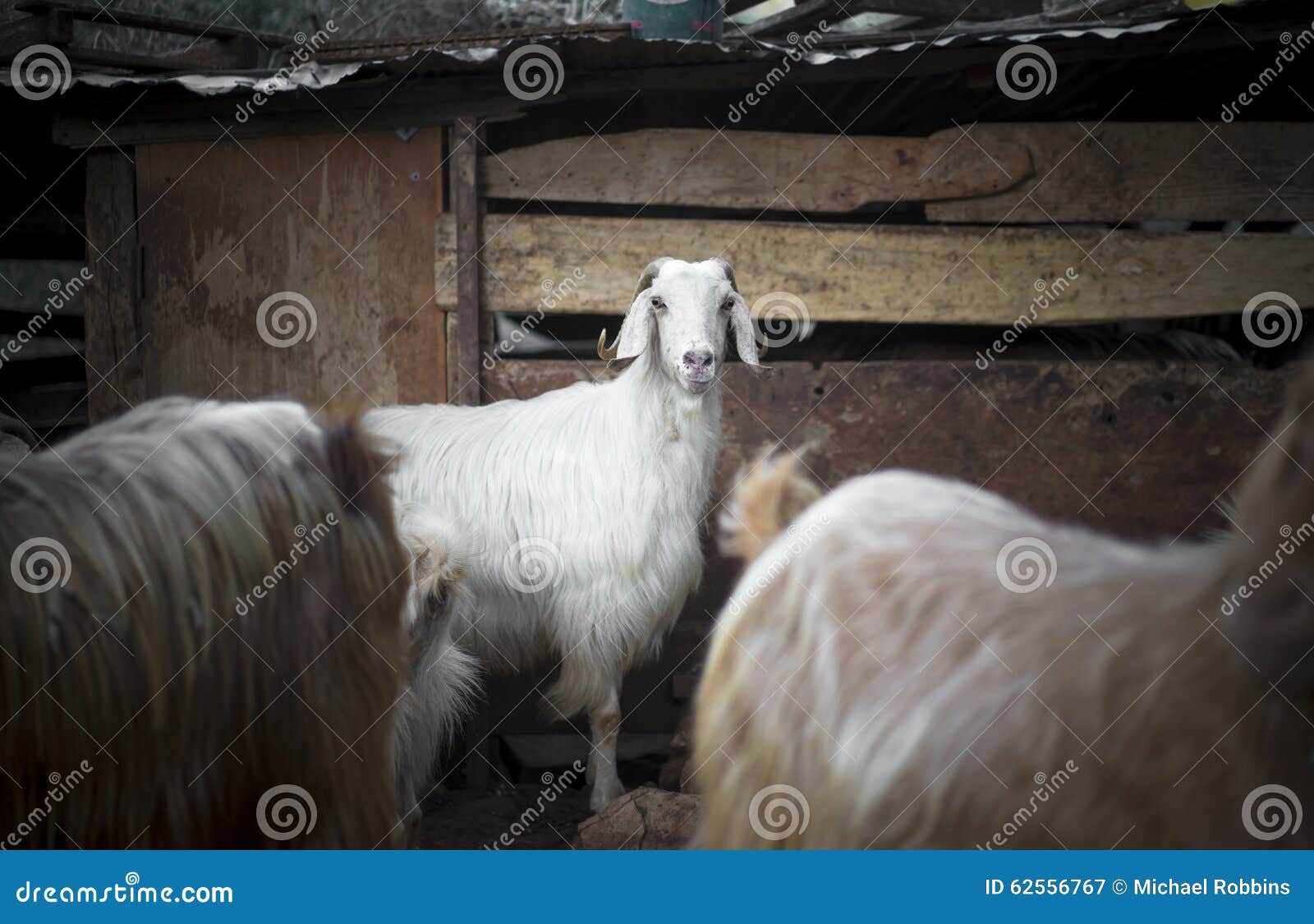Goats. Turkey stock image. Image of hardy, turkey, breed - 62556767