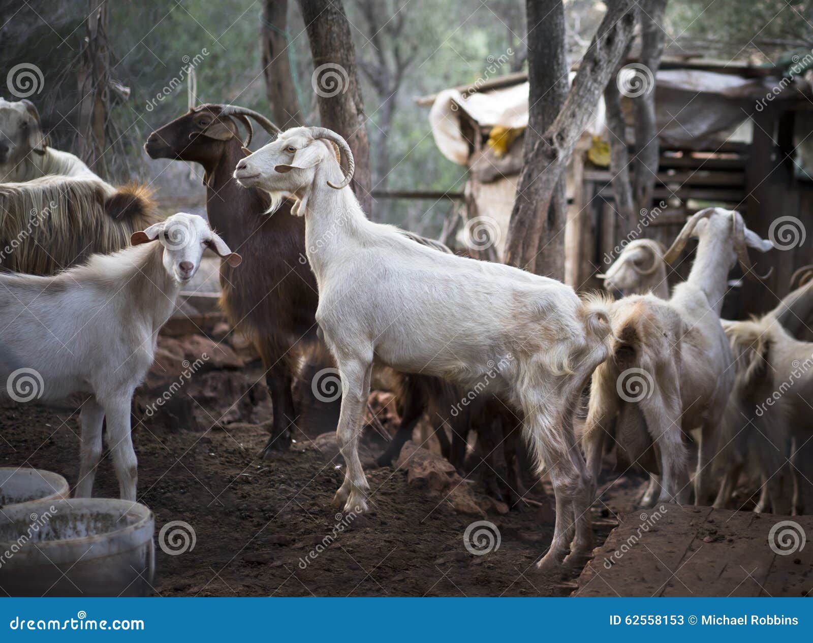 Goats. Turkey stock image. Image of horns, turkey, sheep - 62558153
