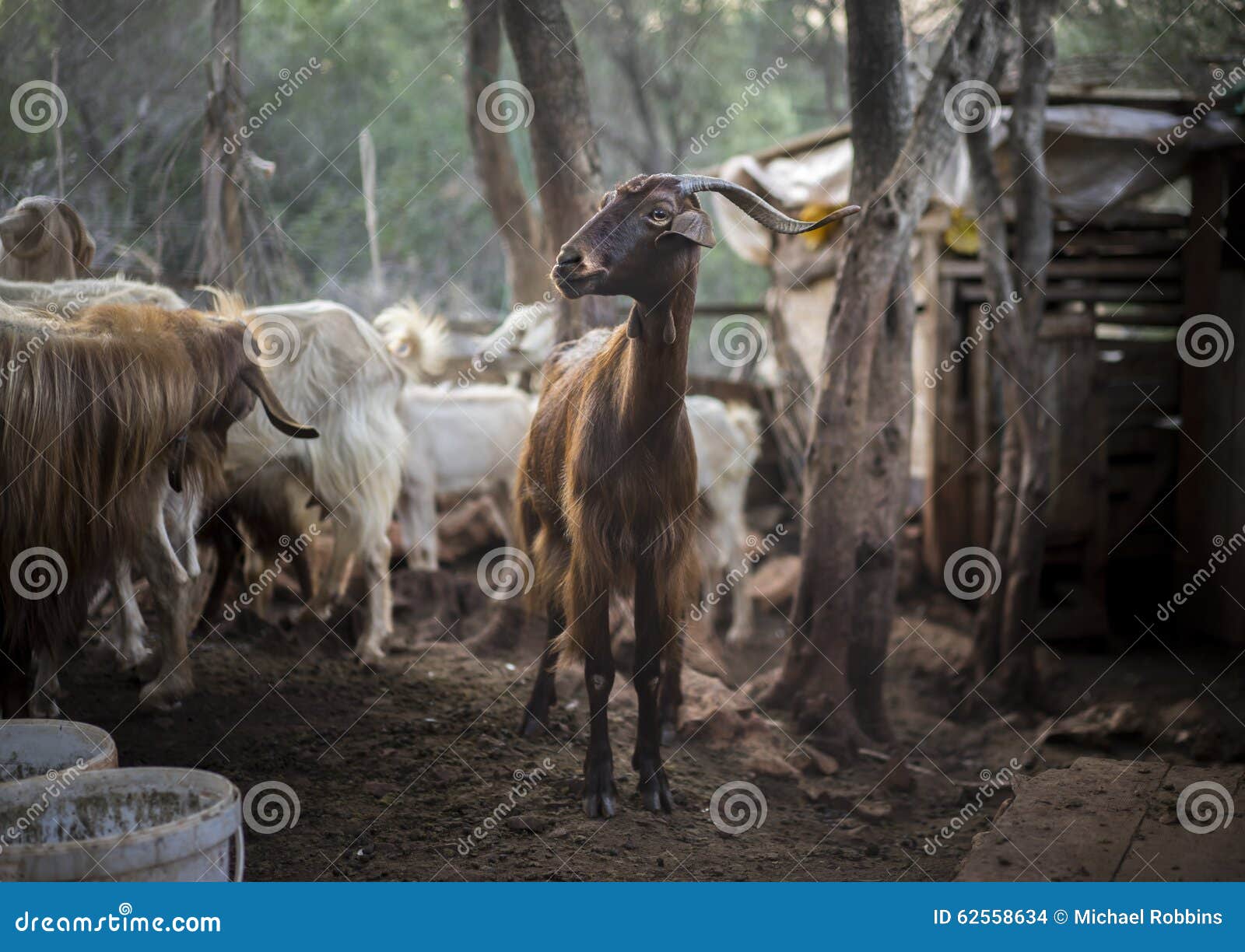 Goats. Turkey stock photo. Image of rare, hardy, sheep - 62558634