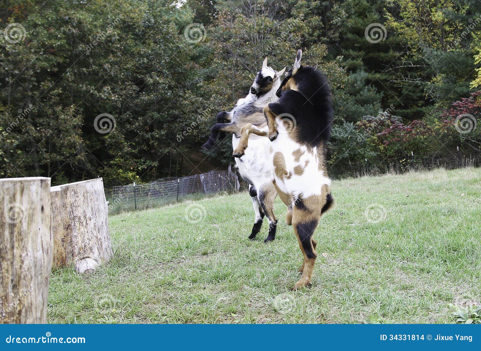 Goats stock photo. Image of male, fighting, animal, domestic - 34331814