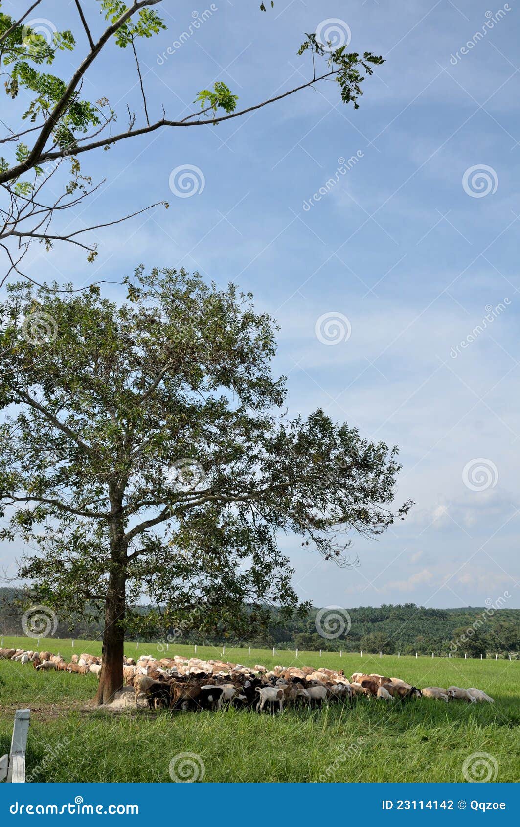 Goats under tree stock photo. Image of grass, meadow - 23114142