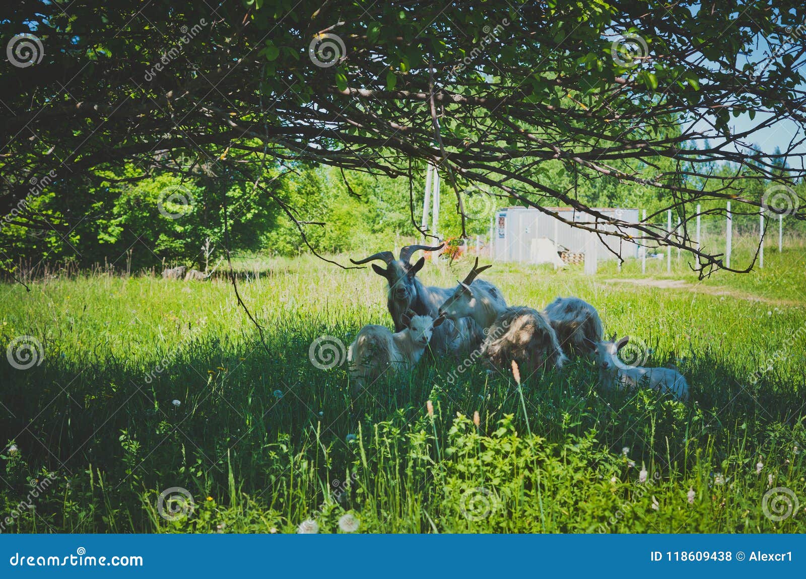 Goats under a tree. stock photo. Image of environment - 118609438