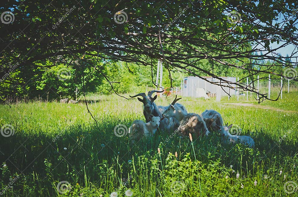 Goats under a tree. stock photo. Image of environment - 118609438