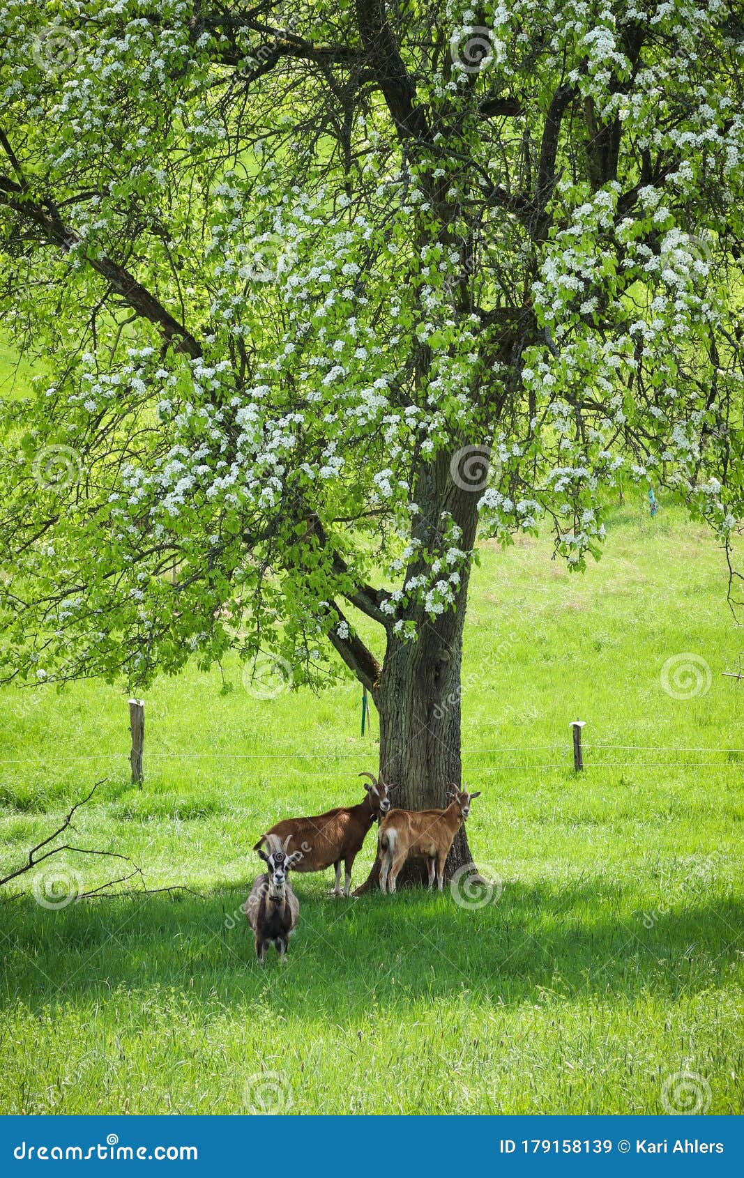 Goats under a tree stock image. Image of fence, brown - 179158139