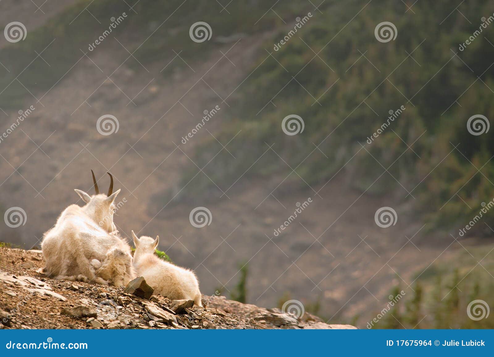 Goats with a View stock photo. Image of outdoor, elevation - 17675964
