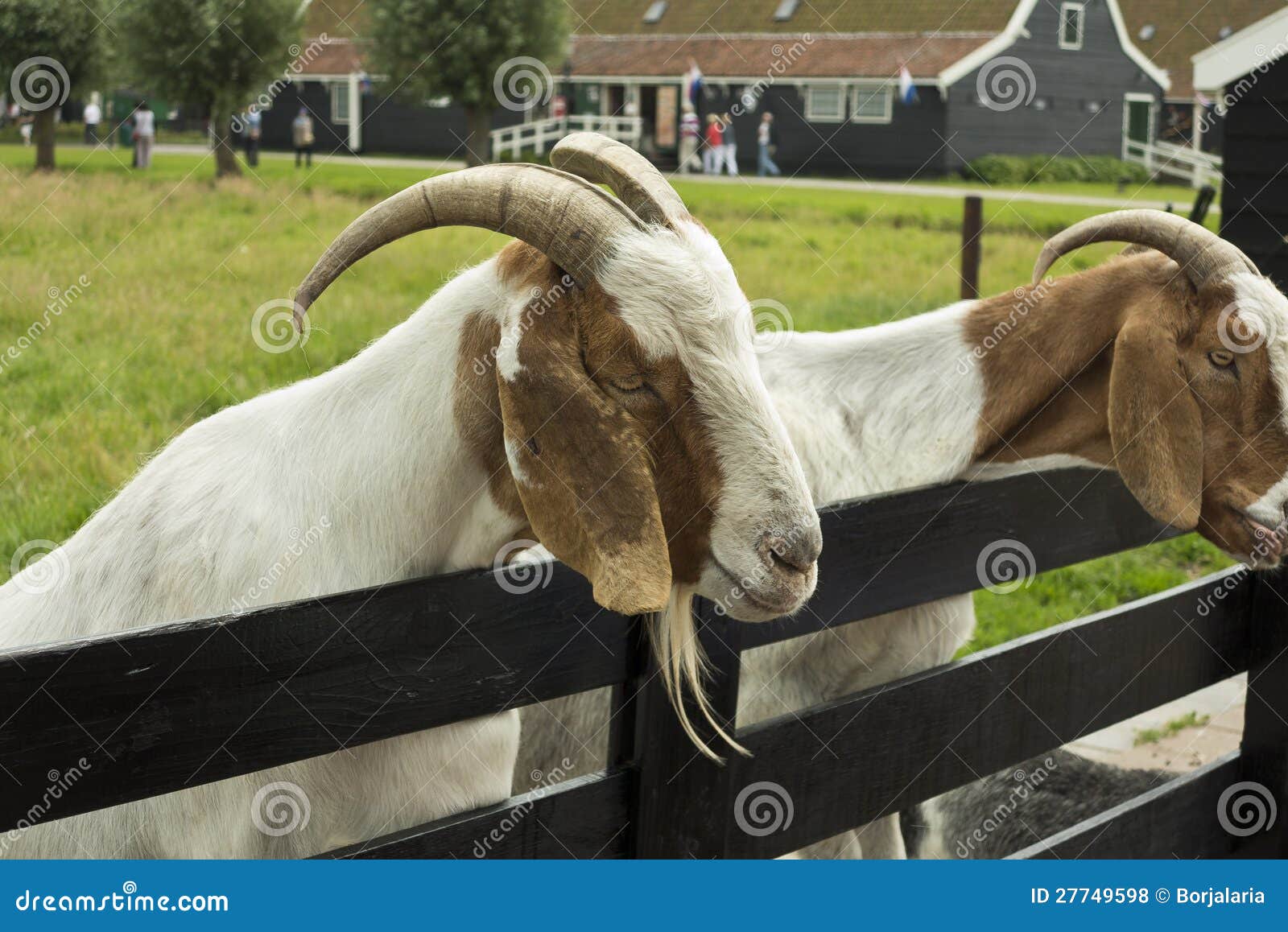 Goats waiting for food stock photo. Image of goat, agriculture - 27749598