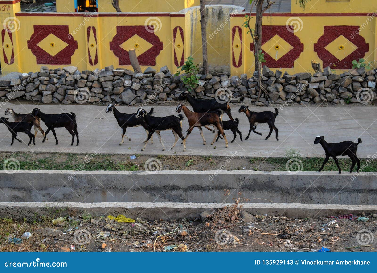 Goats Walking in the Group after Finishing Their Day Work Stock Image ...