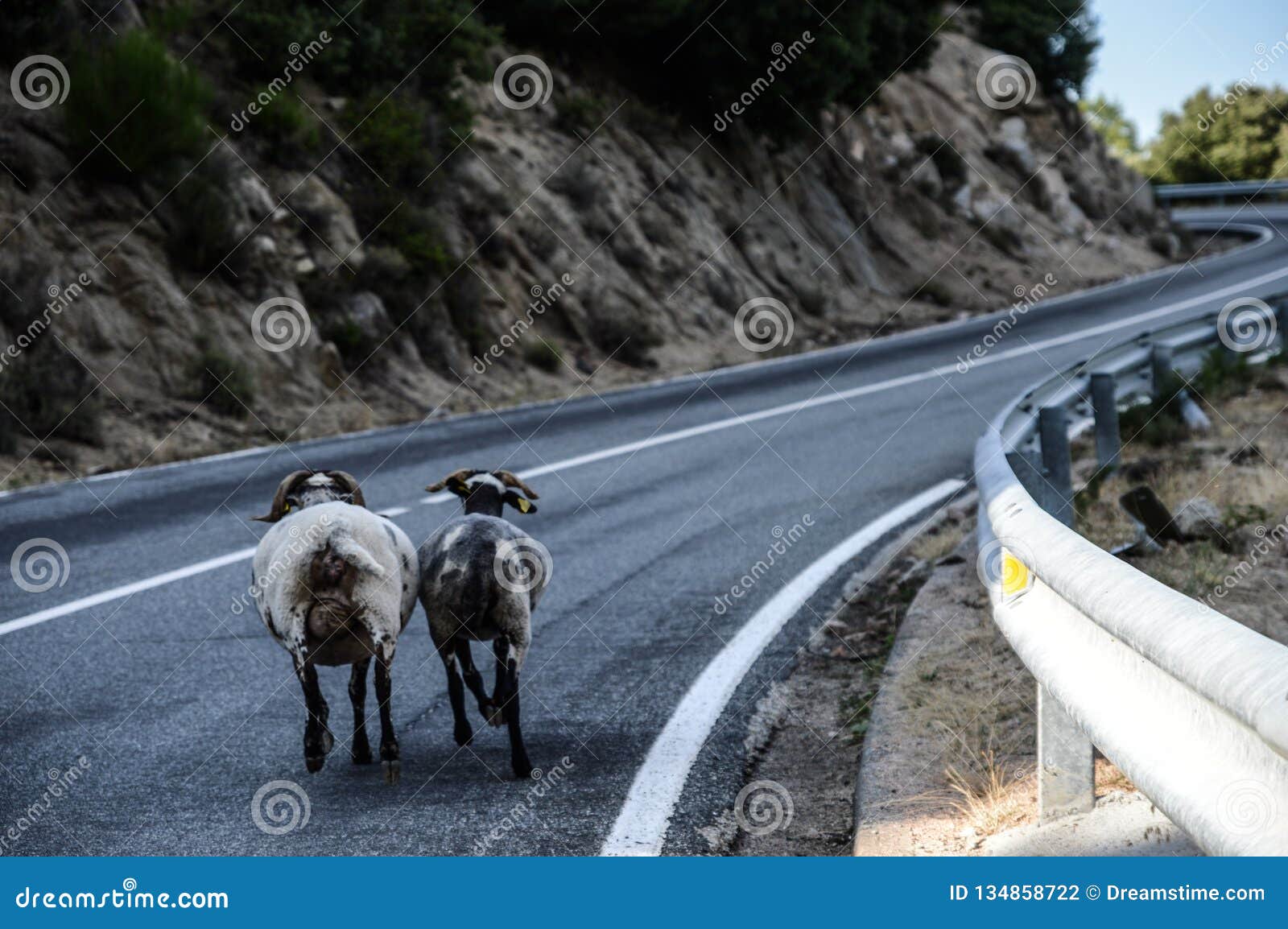 Goats Walking in a Mountain Road Stock Photo - Image of beautiful ...