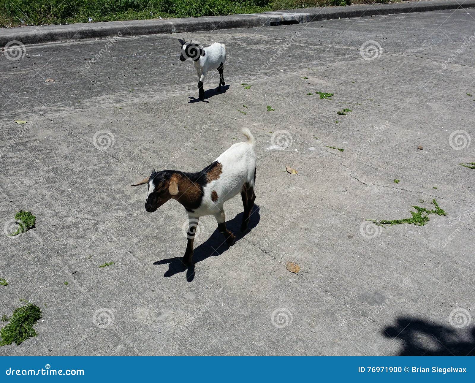 Goats, Walking stock photo. Image of goats, private, walking - 76971900