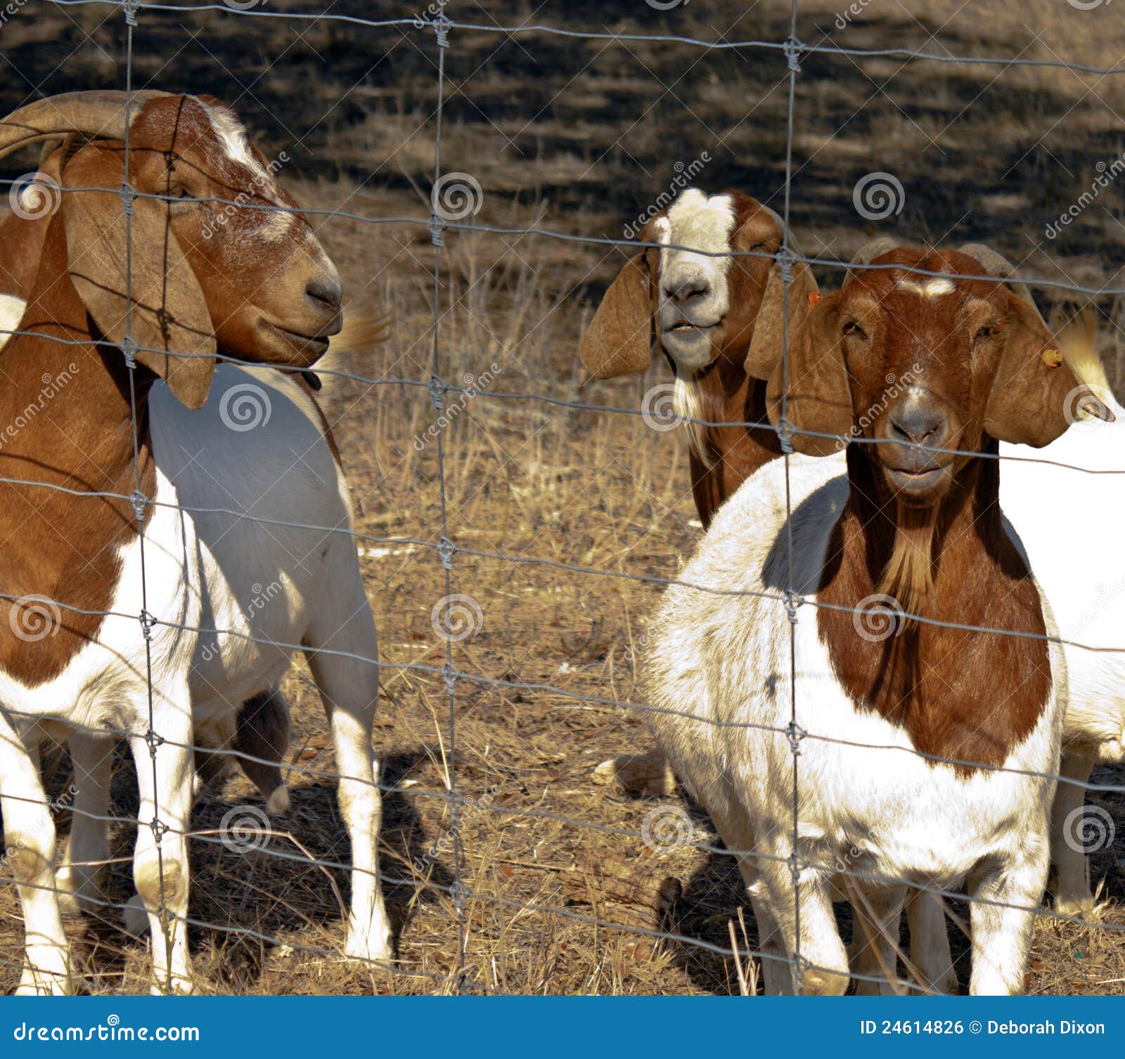 Goats Watching at fence stock photo. Image of horns, ears - 24614826
