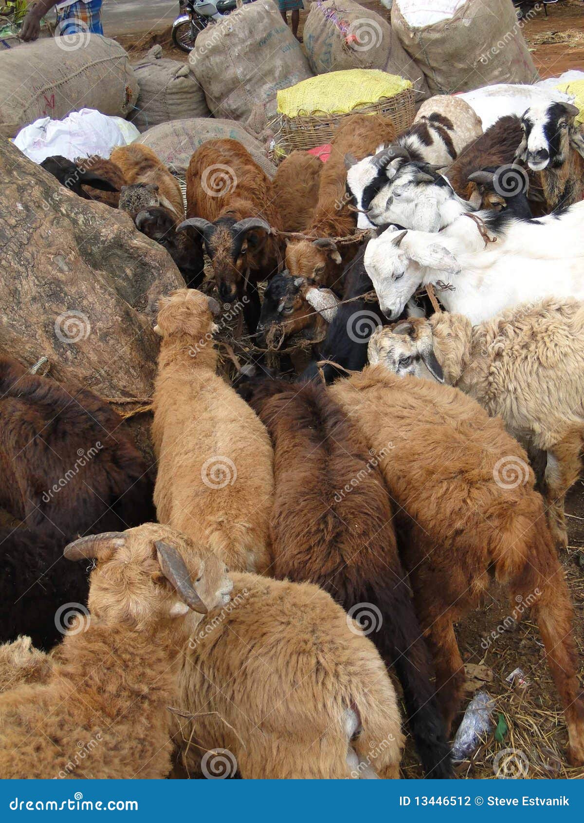 Goats at the weekly market stock photo. Image of brown - 13446512