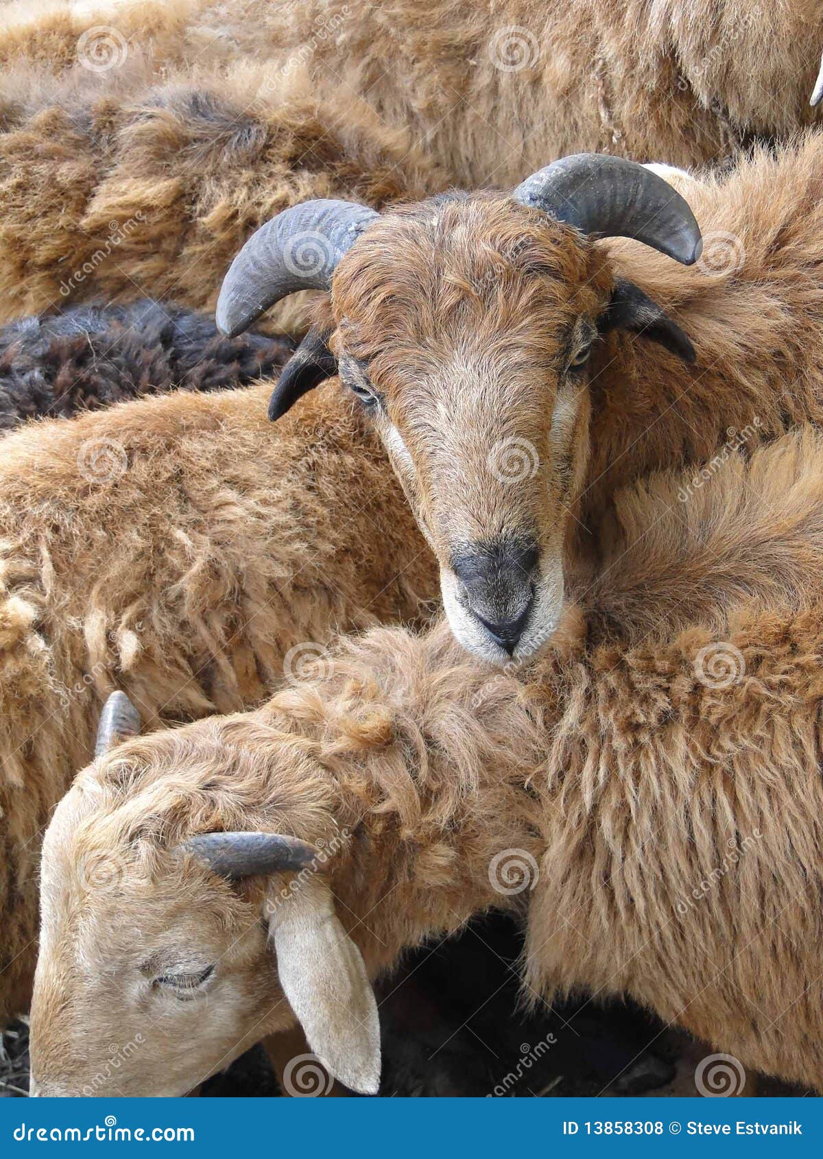 Goats at the weekly market stock photo. Image of animal - 13858308