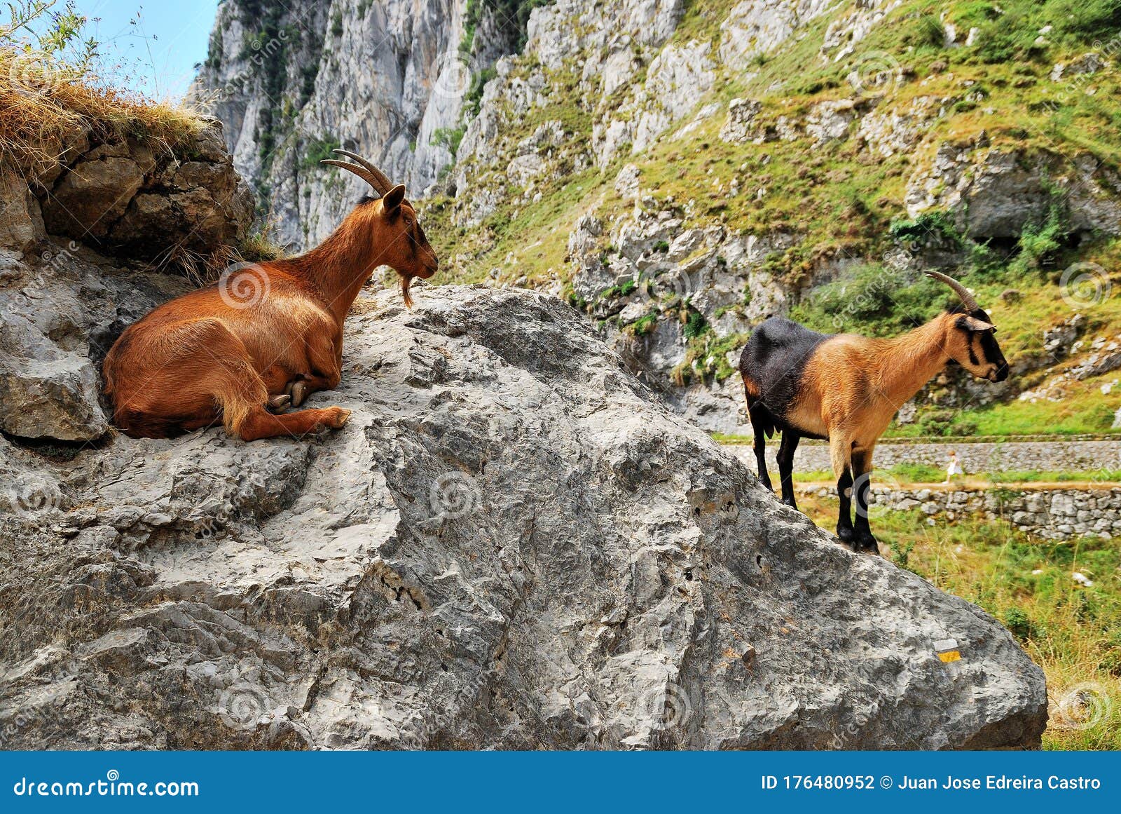 Goats on a rock stock photo. Image of animal, nature - 176480952