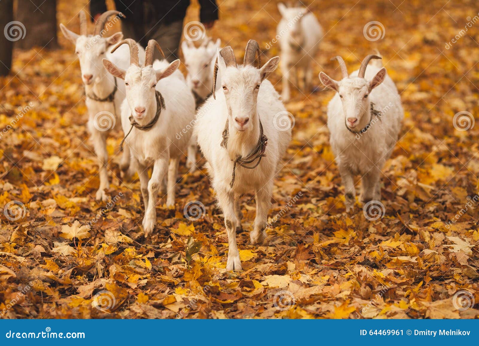 Goats in the woods stock image. Image of autumn, mammal - 64469961