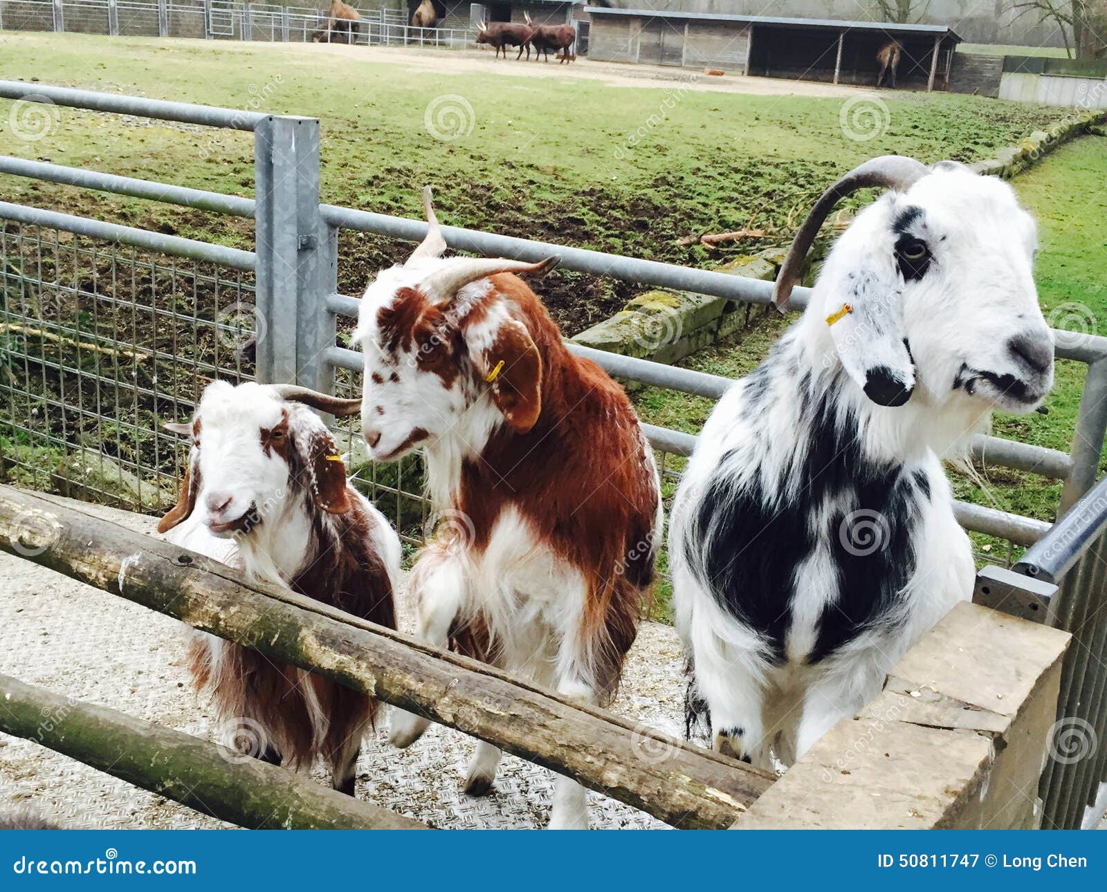 Goats stock image. Image of sheeps, muttons, goat, mutton - 50811747