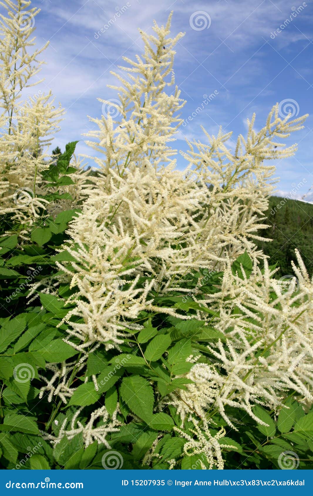 Goatsbeard stock image. Image of spring, plant, white - 15207935