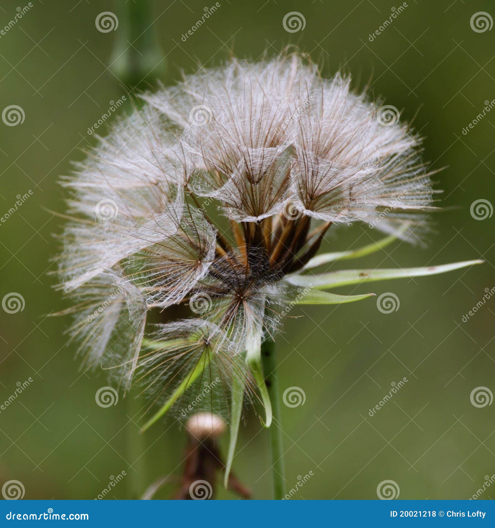 Goatsbeard Seed Head stock photo. Image of stalk, goatsbeard - 20021218