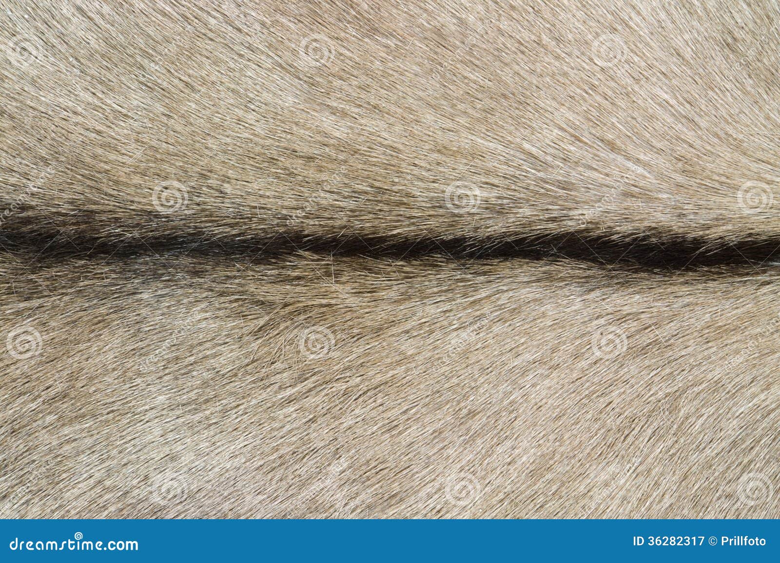 Goatskin detail stock image. Image of background, black - 36282317