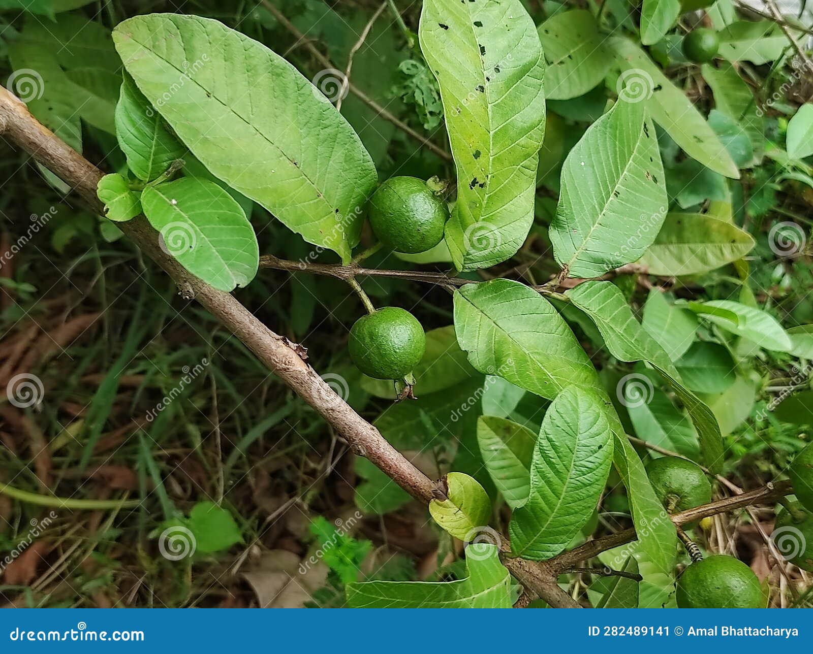 Goava with plant stock image. Image of green, leaf, plant - 282489141