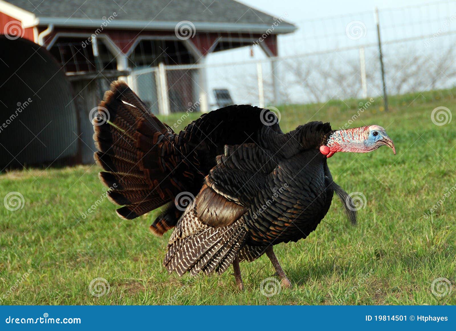 Gobble attack stock image. Image of male, animals, wildlife - 19814501