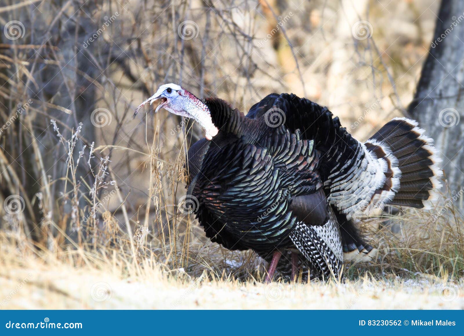 The gobbler stock photo. Image of beard, birding, habitat - 83230562