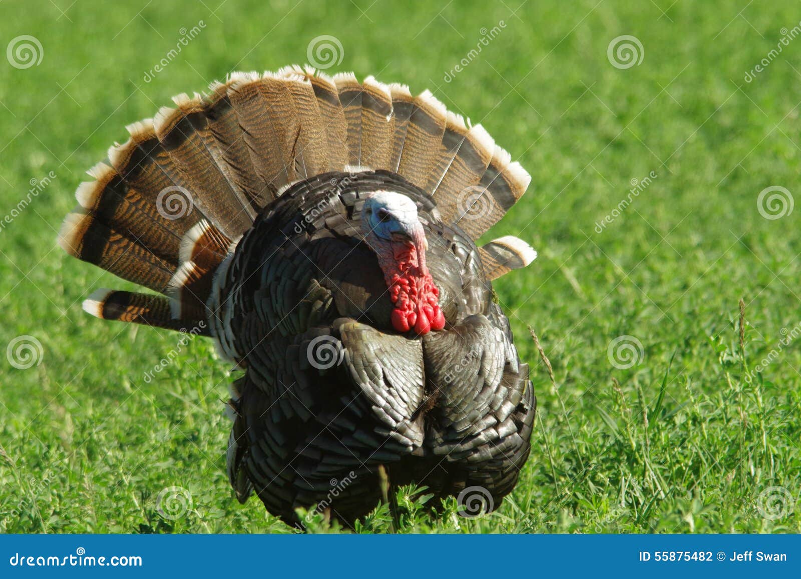 Gobbler stock photo. Image of field, fowl, wildlife, gobbler - 55875482