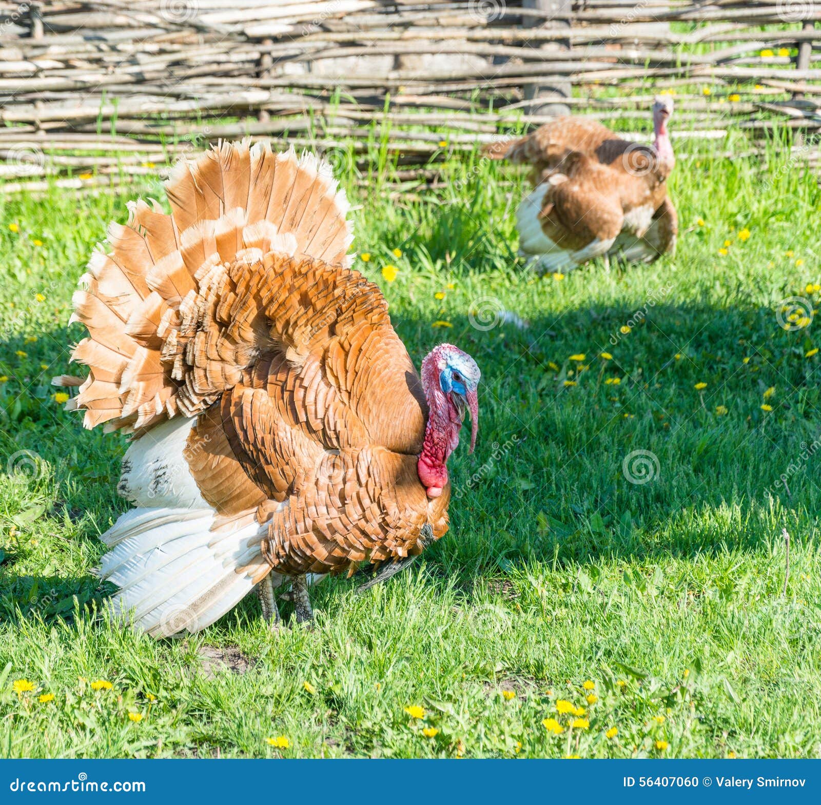 The gobbler. stock photo. Image of home, comb, animal - 56407060