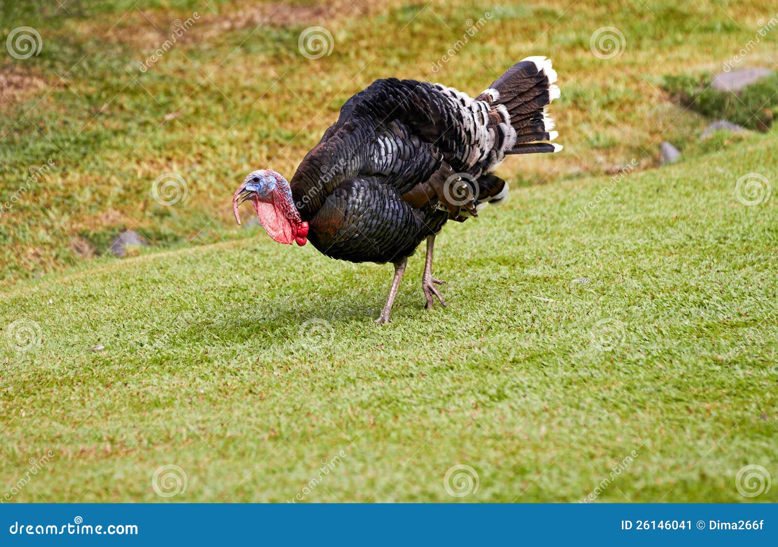 Gobbler in Nature Surrounding Stock Image - Image of outdoors, gobbler ...