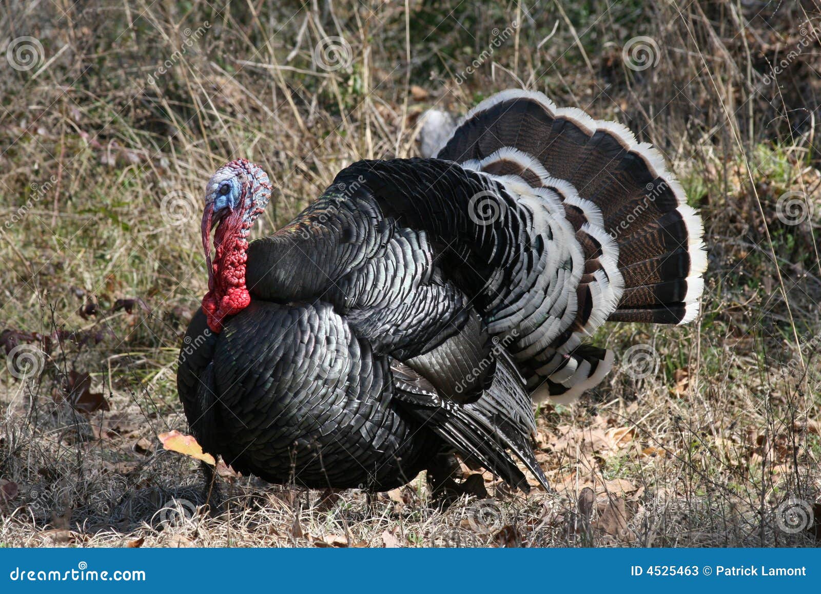 Gobbler Strutting His Stuff Picture. Image: 4525463
