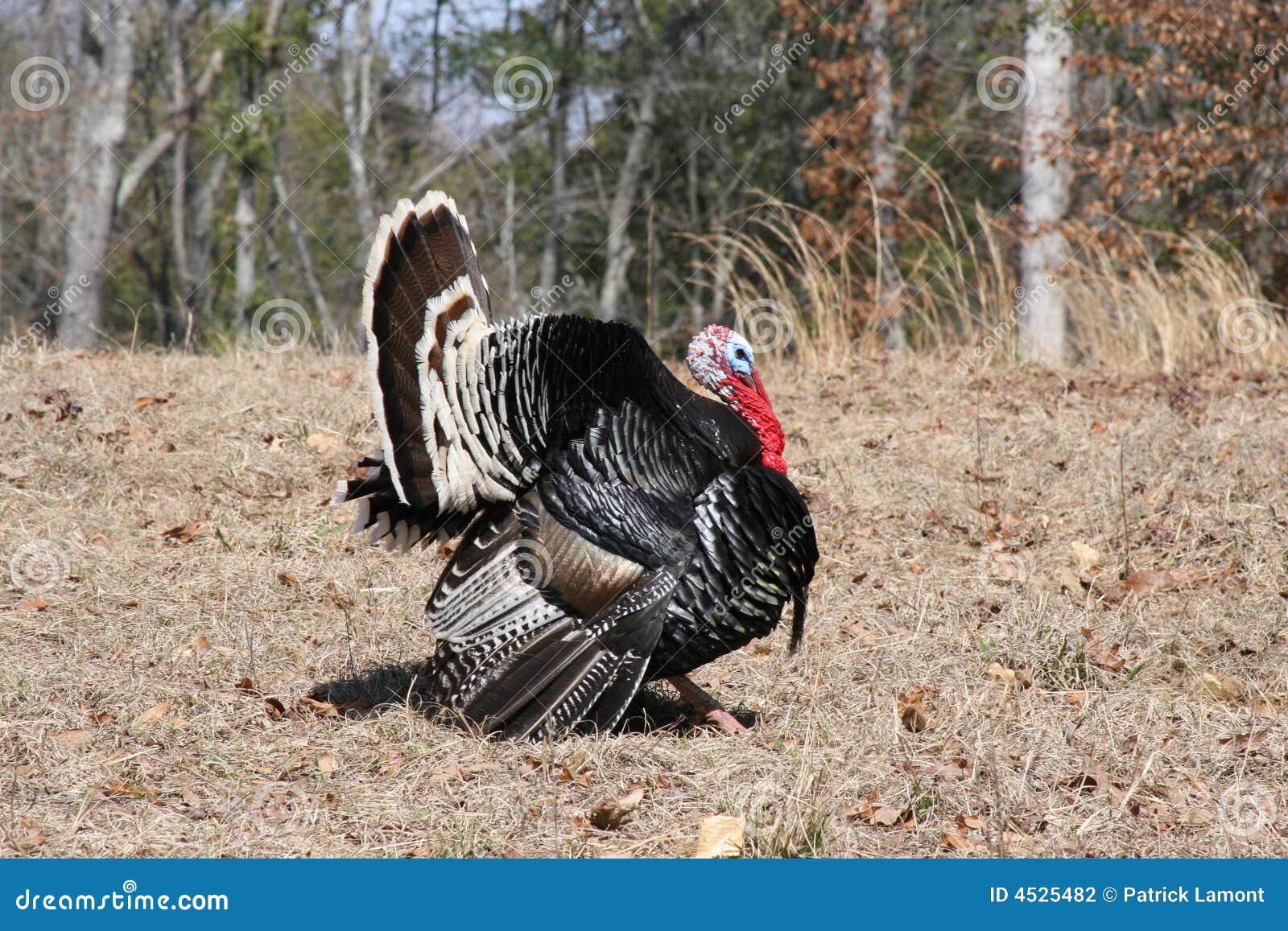 Gobbler Strutting His Stuff Stock Photo - Image of strut, thanksgiving ...