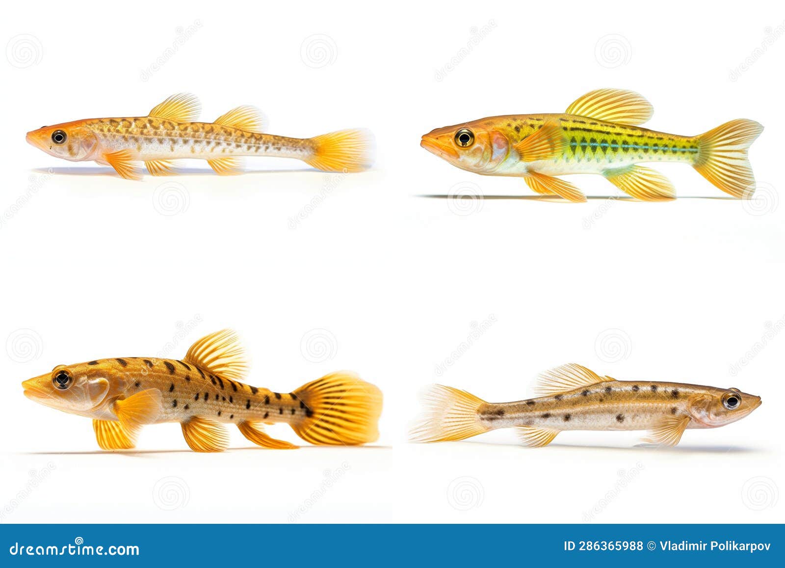 Gobi Fish Set Isolated On White Background Royalty-Free Stock Image ...
