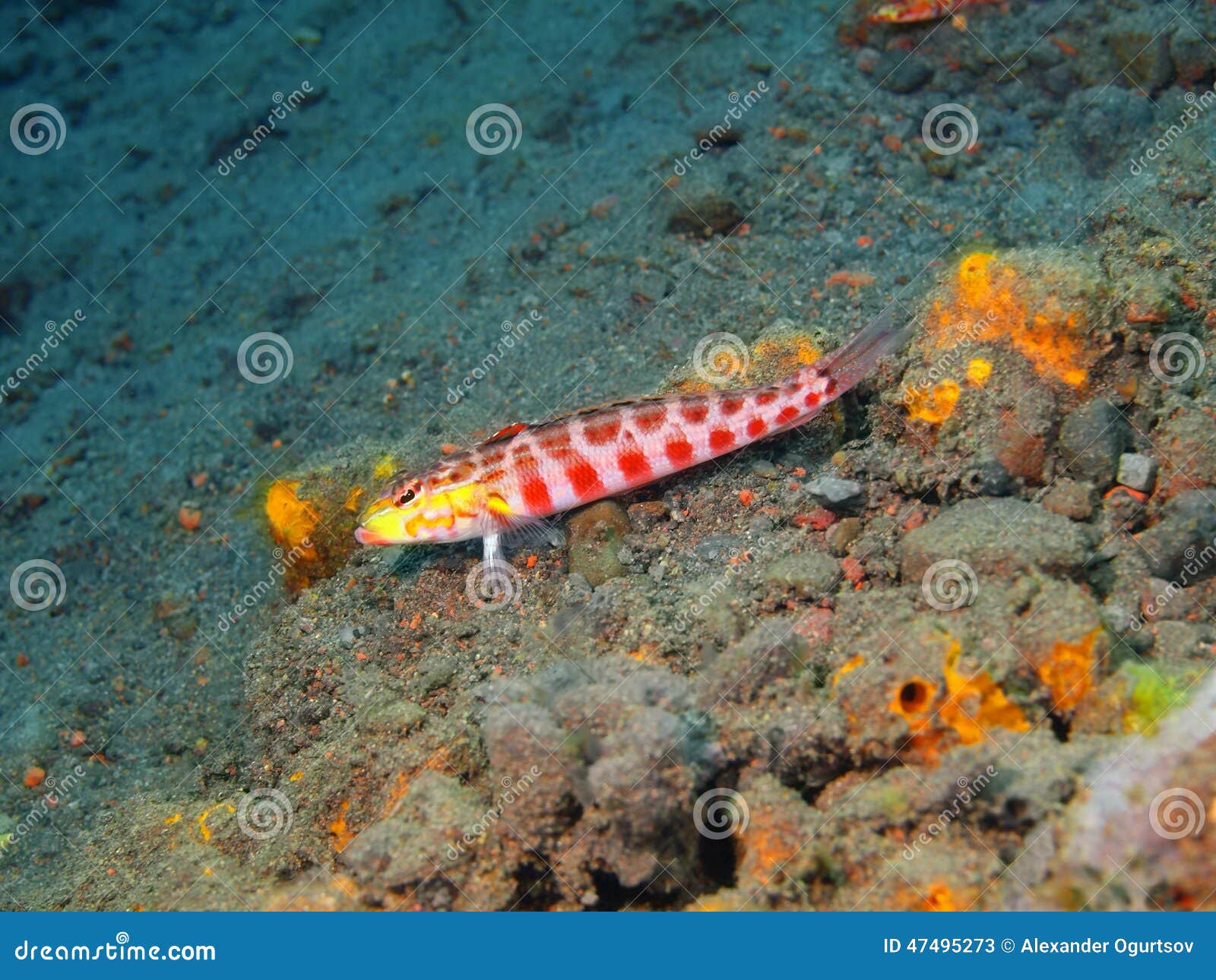 Gobie stock image. Image of ocean, gobie, water, animal - 47495273