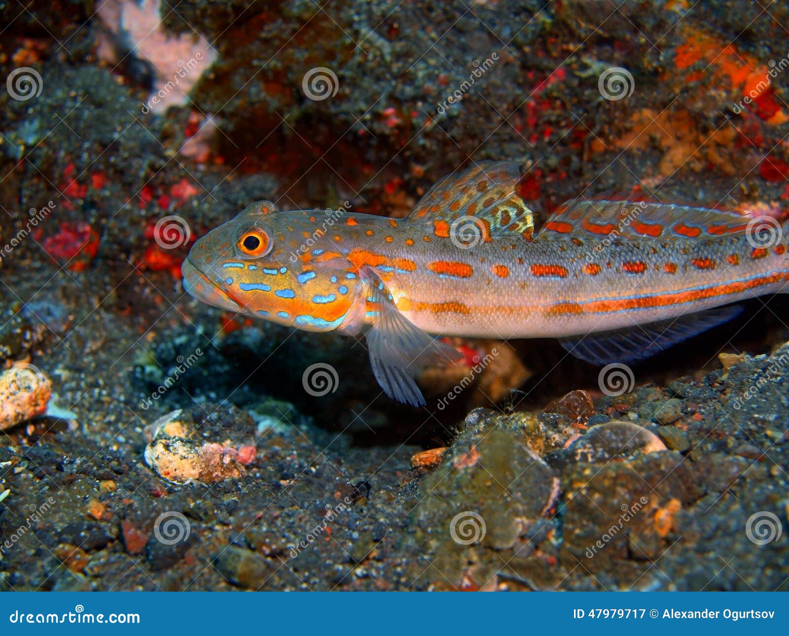 Gobie stock image. Image of animal, world, dive, coral - 47979717