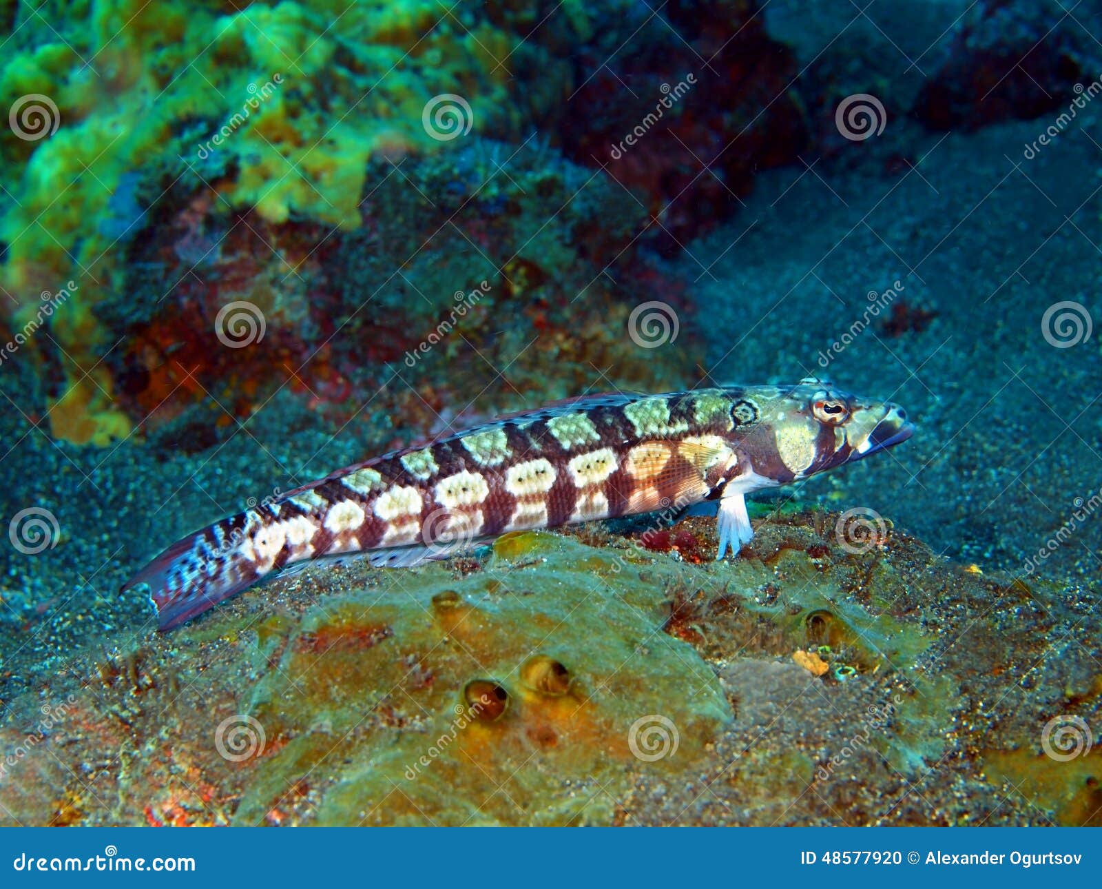 Gobie stock photo. Image of world, water, fish, coral - 48577920