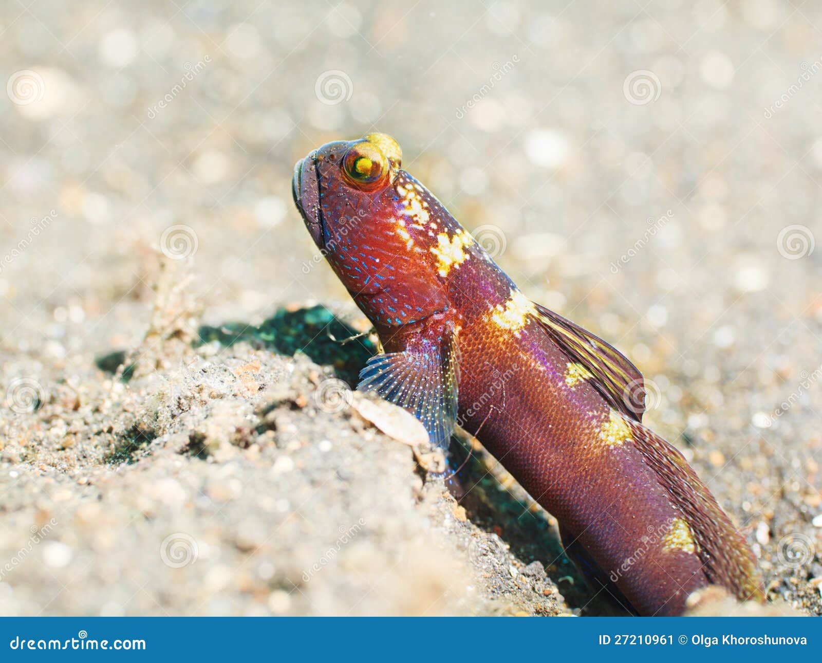 Gobie tropical de poissons image stock. Image du trou - 27210961